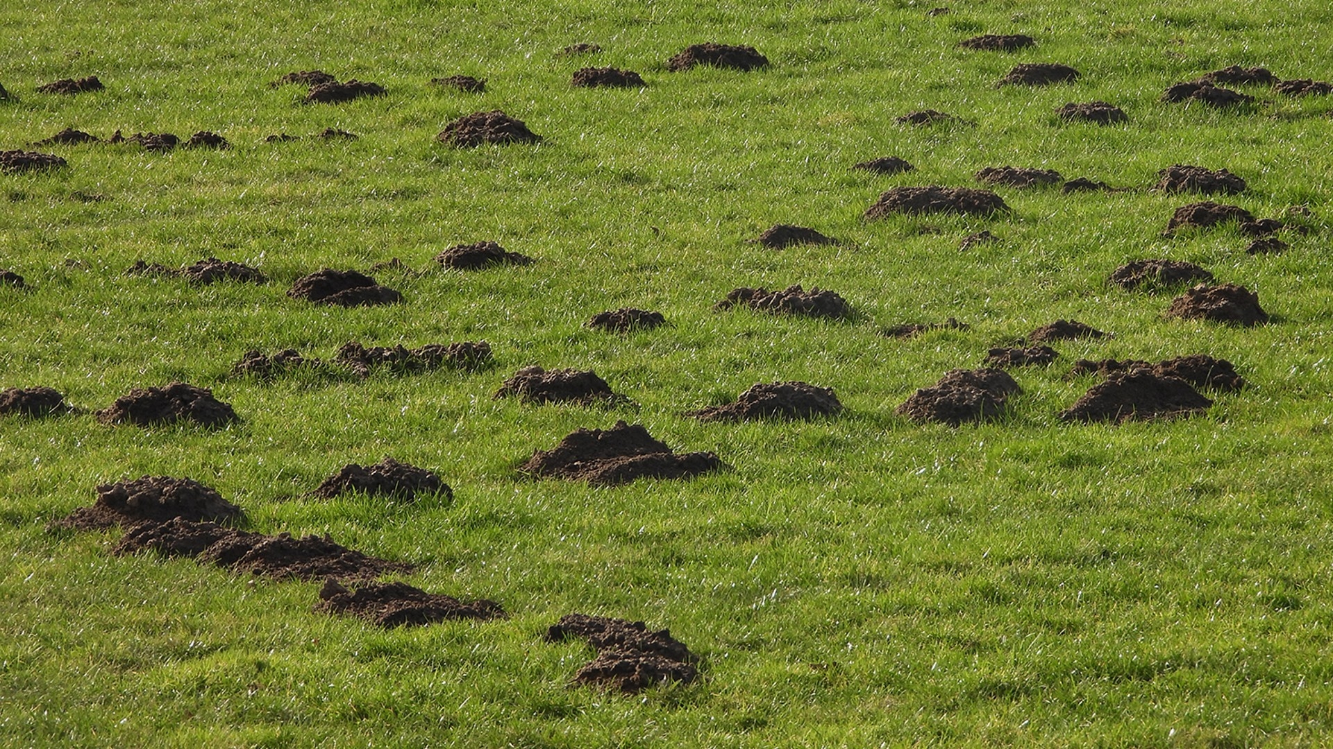 Het is mollentelweekend, maar hoe dan? 'Eigenlijk gaan we molshopen ...