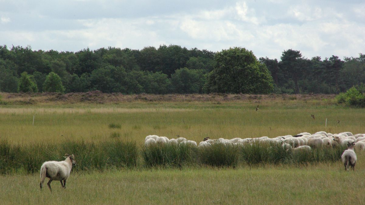 Schaapskudde Exloo blind door zere oogjesziekte - RTV Drenthe