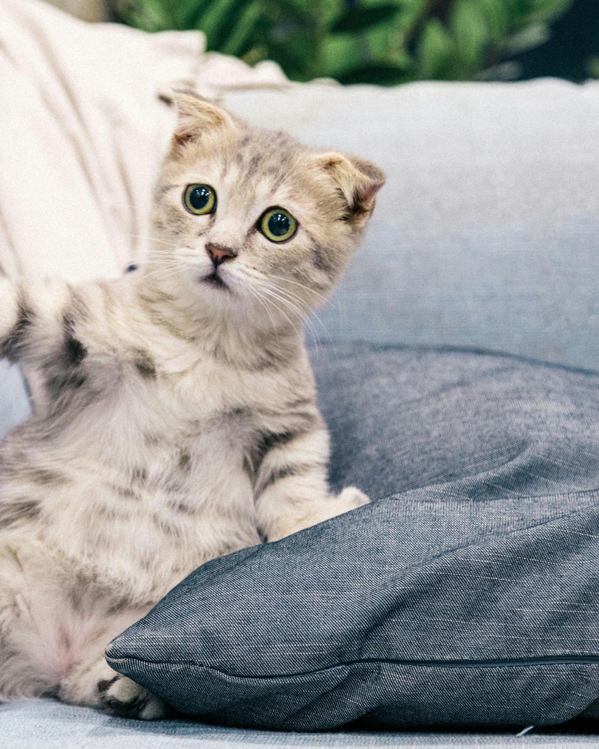 75 minuten lang naar kattenfilmpjes kijken in de bioscoop: waarom de ...