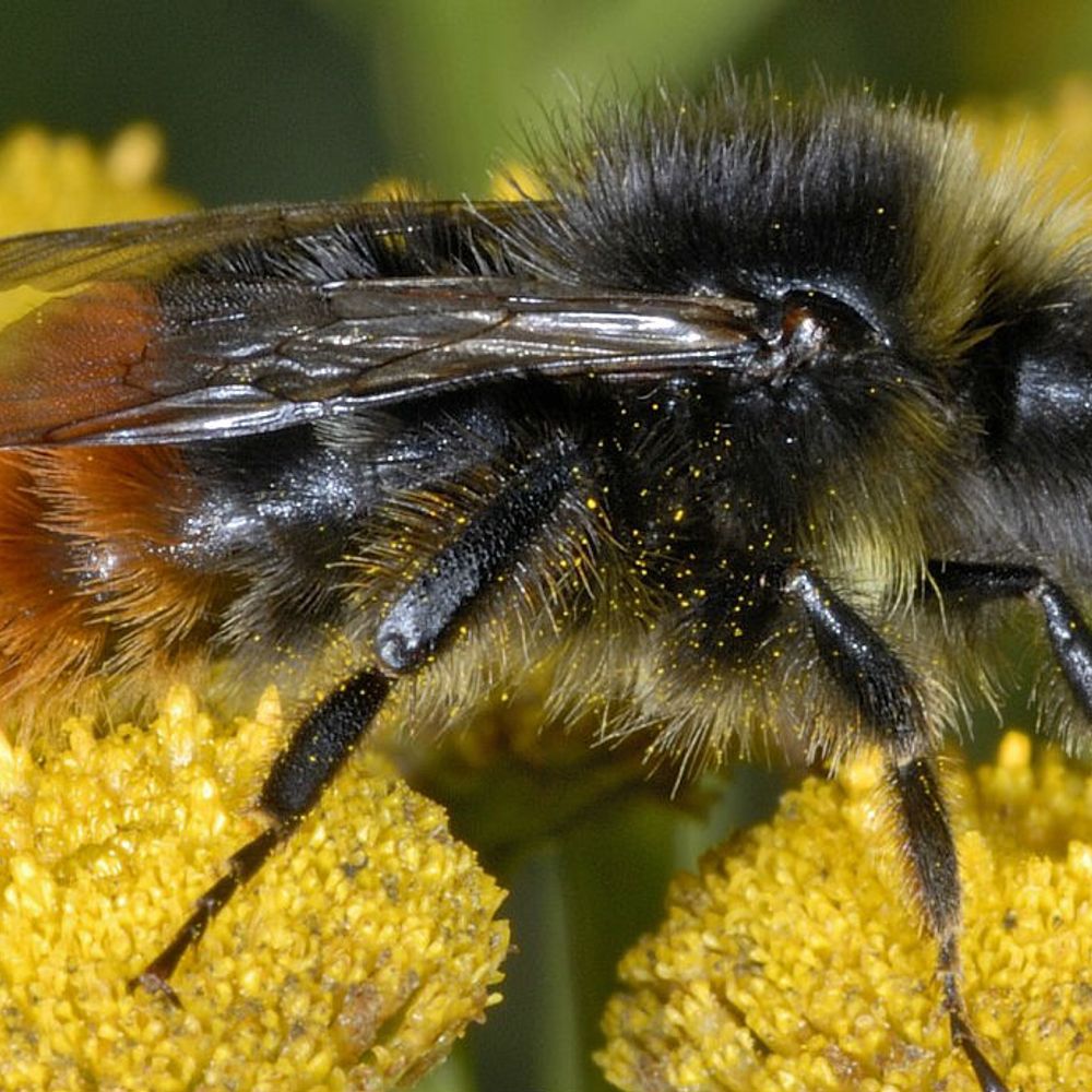 Hommels: elk jaar een nieuwe koningin - RTV Drenthe