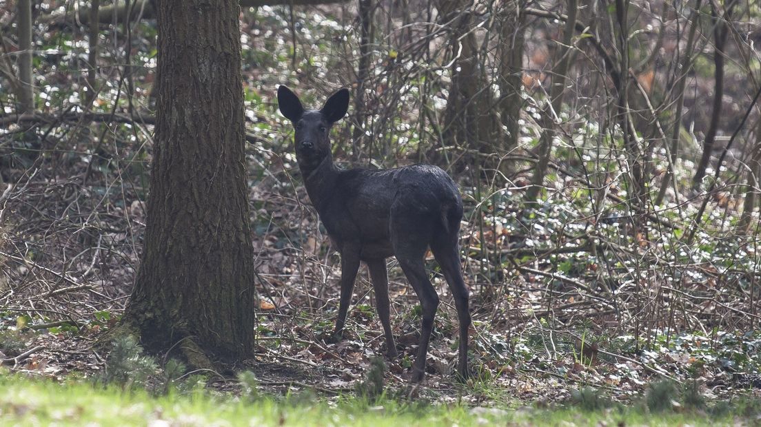 Zwarte ree gezien bij Sellingen - RTV Noord