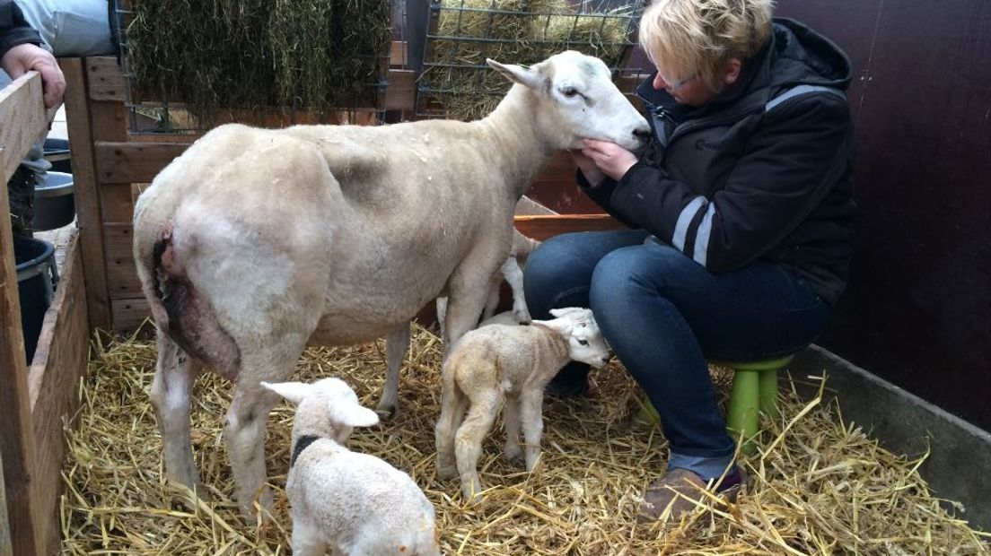 Beschuit met muisjes voor lammetjesvijfling bij zorgboerderij Tokhok in ...