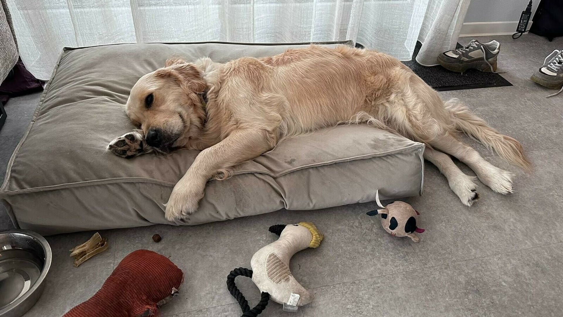 Hond Sammy schrikt van vuurwerk en verdwijnt, Geke en haar gezin dagen in spanning - Omroep Zeeland