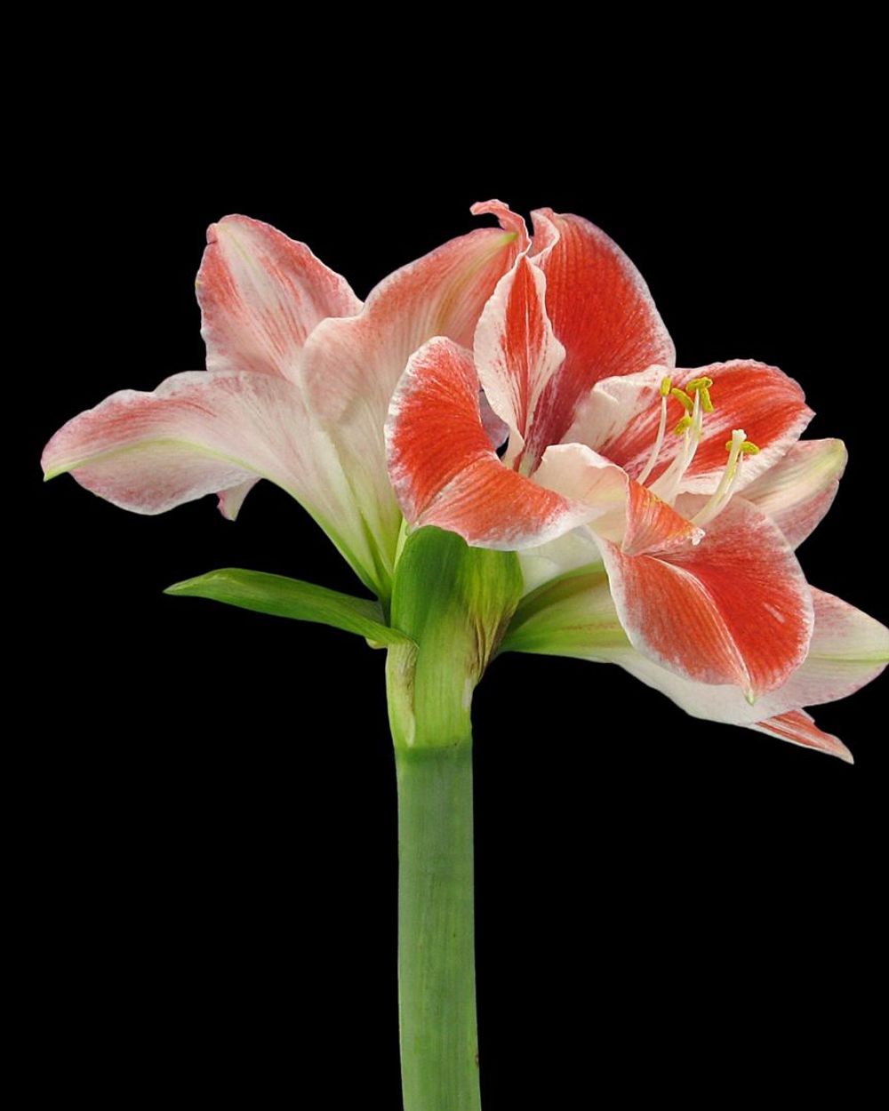 Amaryllis in de kliko? Doodzonde, zegt de tuinman - Omroep Gelderland