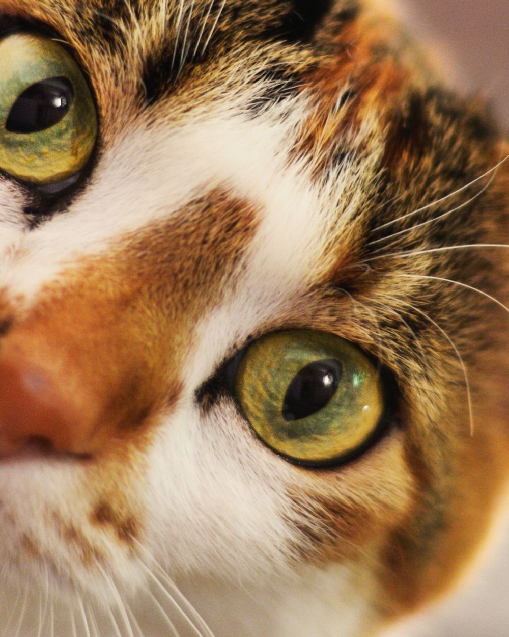 Wie helpt de katten van Dierenhospitaal Den Haag aan een warm mandje ...
