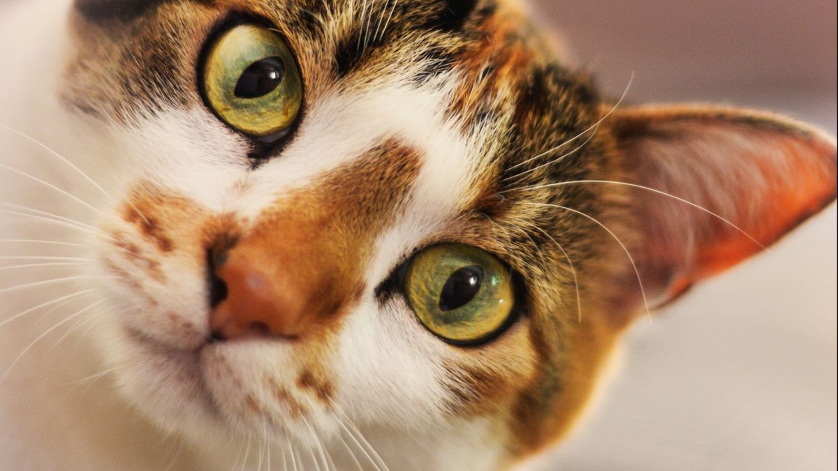 Wie helpt de katten van Dierenhospitaal Den Haag aan een warm mandje ...