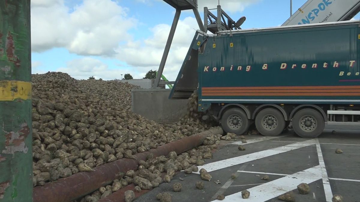 Bietencampagne van start: 'Vanochtend om zes uur zijn we de eerste ... Bietencampagne van start: 'Vanochtend om zes uur zijn we de eerste ...