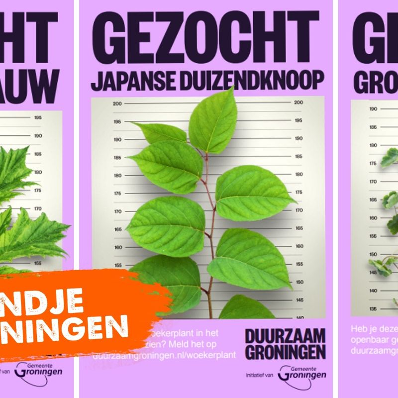 Rondje Groningen: Beloning voor drietal boeven met groene vingers - RTV ...