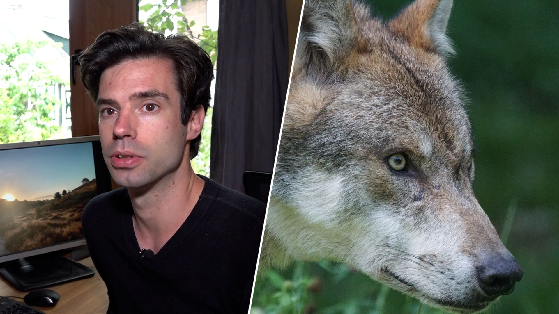 Steeds meer wolven in Nederland: 'Het neemt maar toe' - Omroep Gelderland