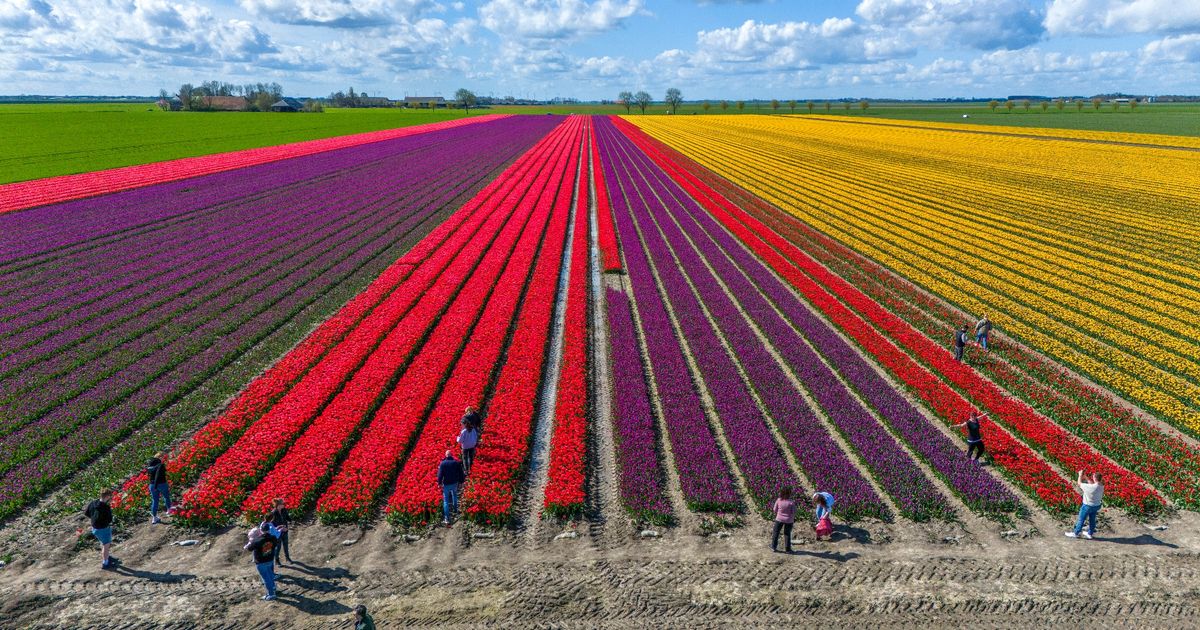 Boer Albert ergert zich aan tulpentoeristen: 'Blijf van de akkers af ...