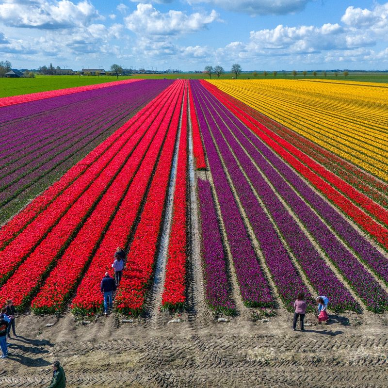 Boer Albert ergert zich aan tulpentoeristen: 'Blijf van de akkers af ...