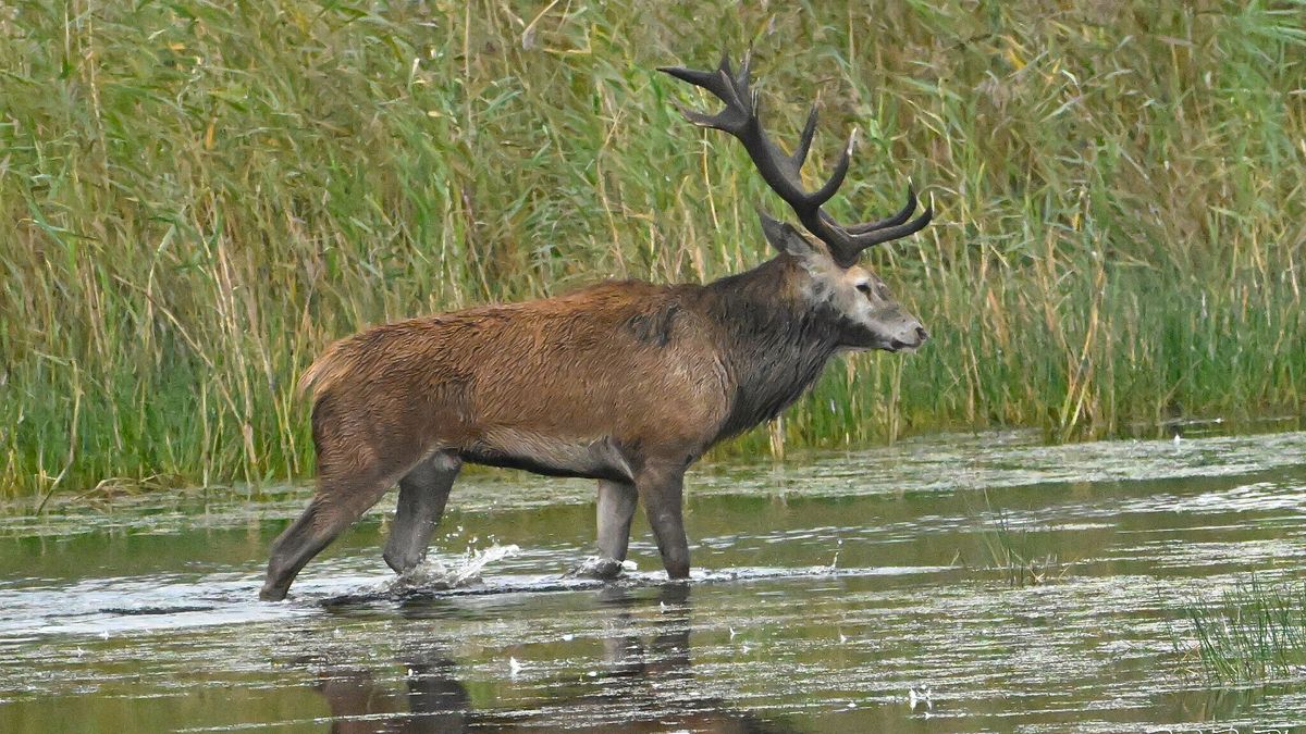 Edelherten bij Diependal blijken oude bekenden - RTV Drenthe