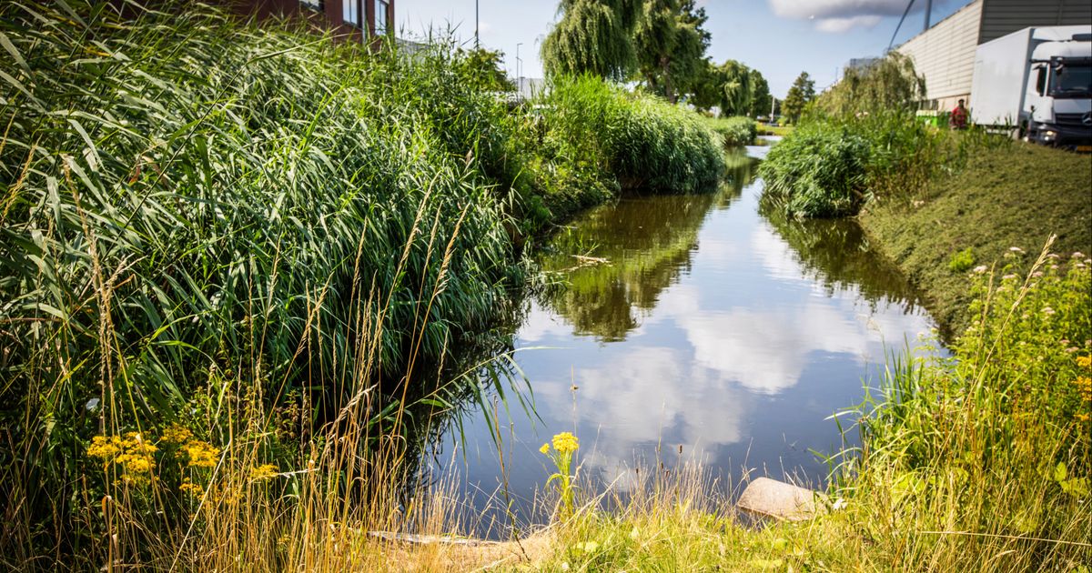 Sloot in Leidschenveen meest vervuild van Nederland, niks verteld aan ...