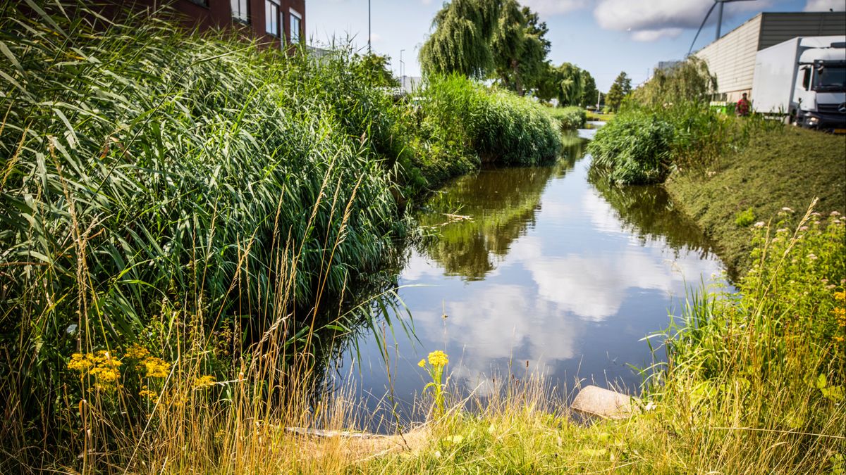 'Oorzaak kankerverwekkend slootwater in Leidschenveen mogelijk voor ...