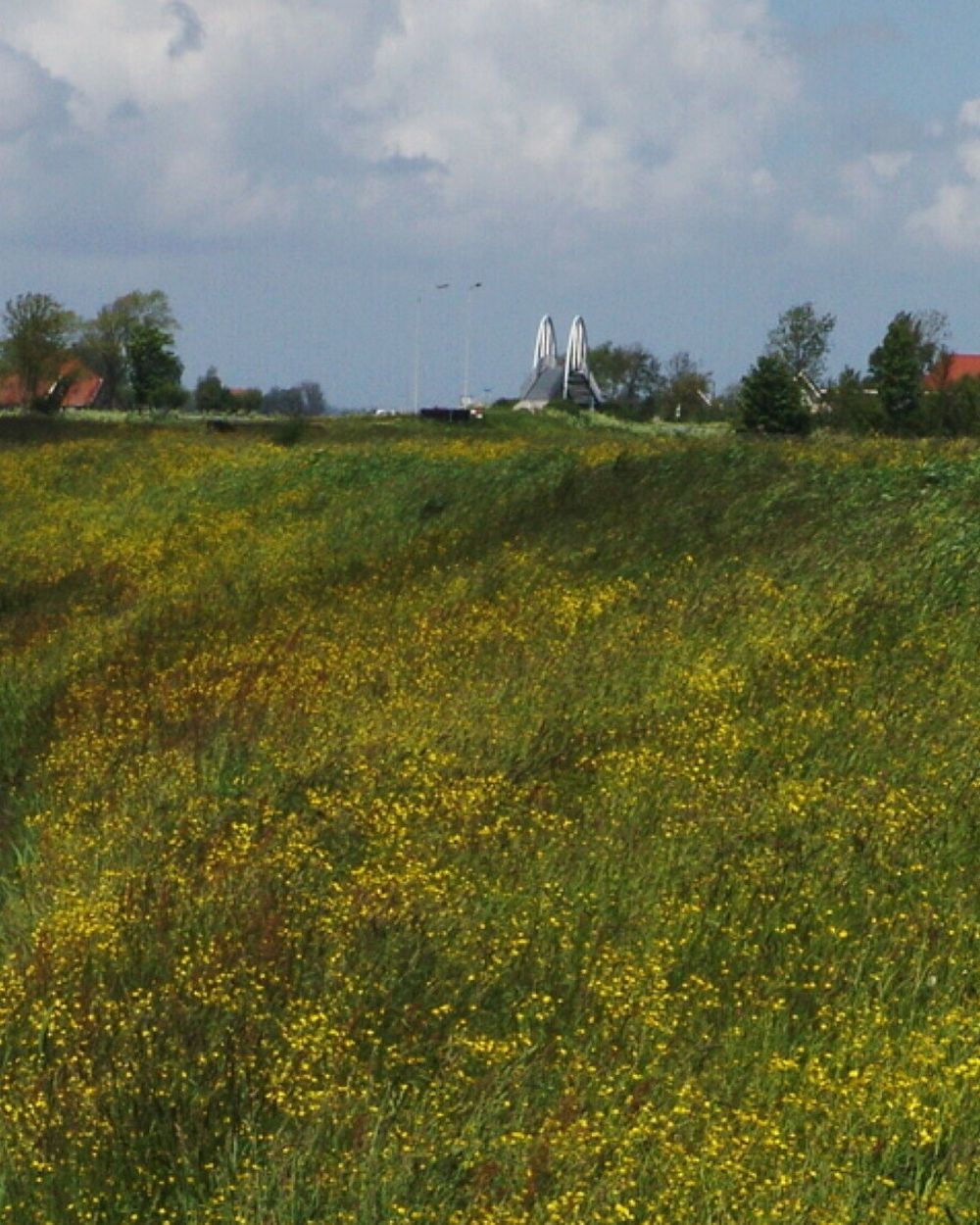 De 'Euroknaller' van de Slachte: kruiden die de Friese biodiversiteit ...
