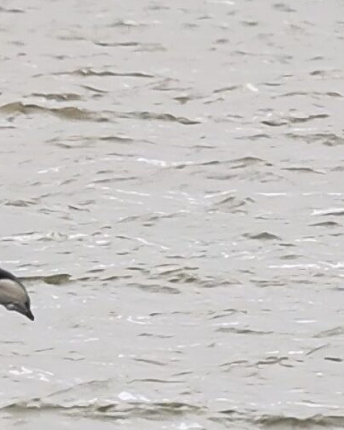 Twa dolfinen swimme al in wike om by Lauwerseach - Omrop Fryslân