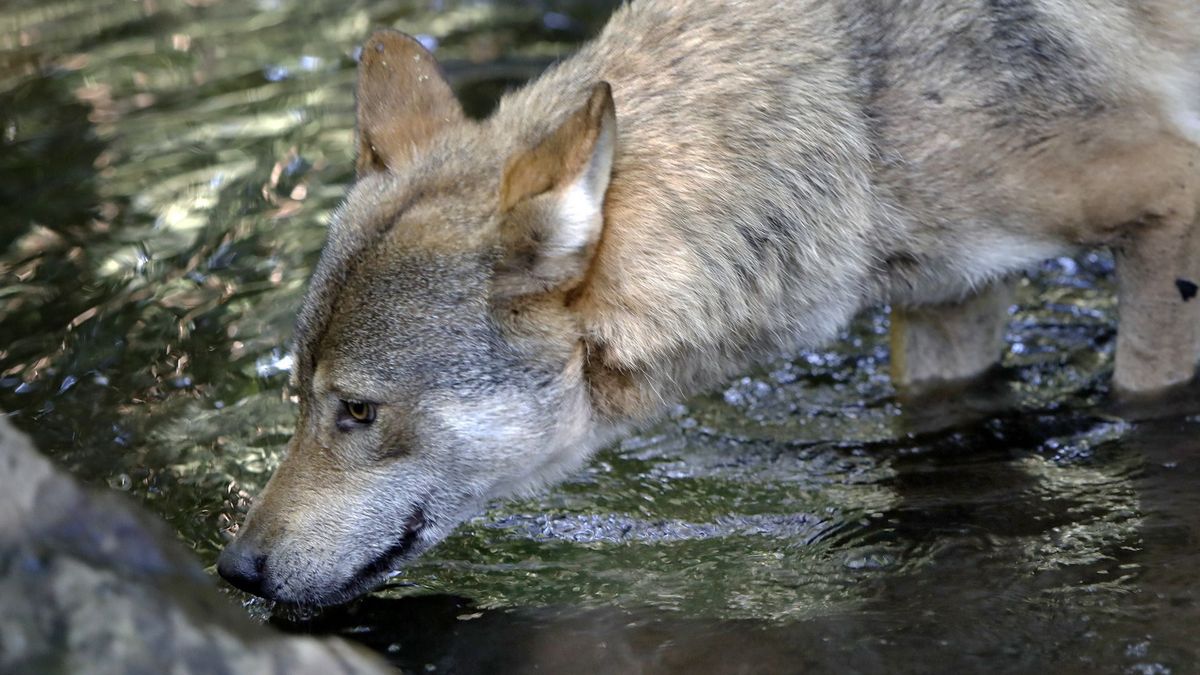 Vier schapen dood door wolf in oktober; pony bij Elsloo werd doodgebeten door hond - Omrop Fryslân