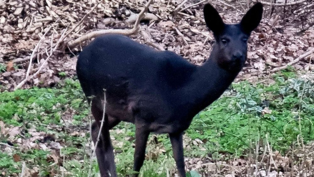 Zeldzame zwarte ree gespot in Oosterhesselen: 'Een bijzondere ...