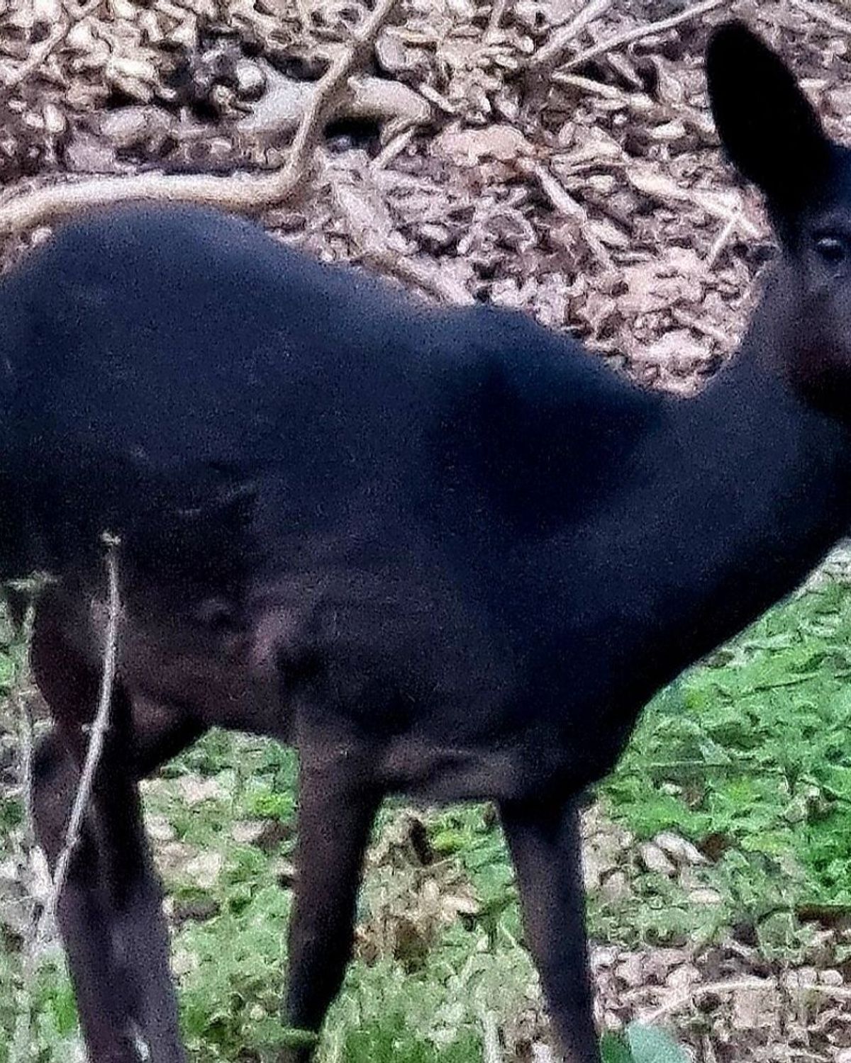 Zeldzame zwarte ree gespot in Oosterhesselen: 'Een bijzondere ...