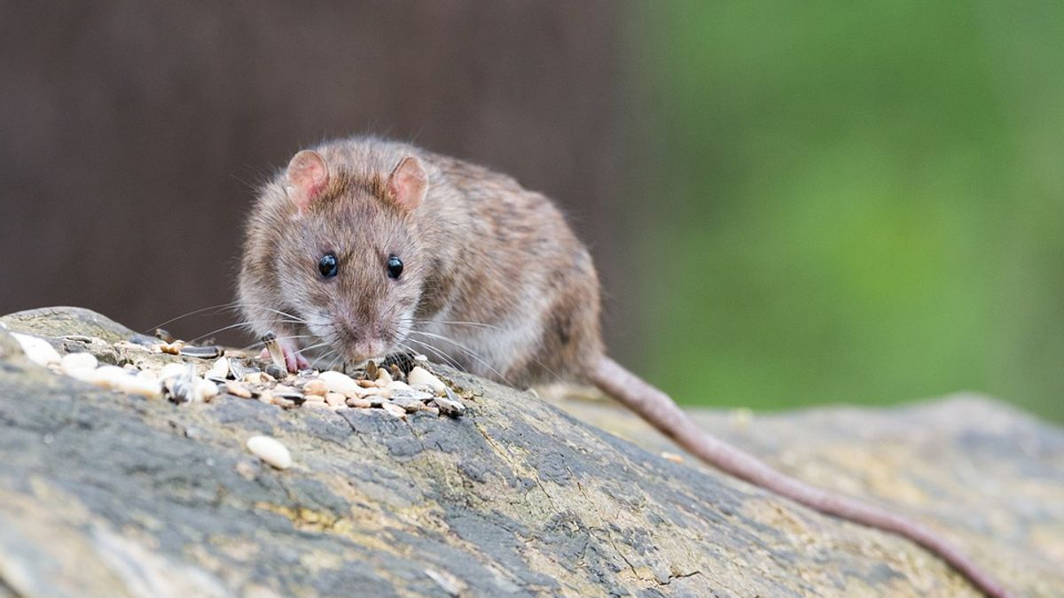 Hoe groot is de grootste rat? - Rijnmond