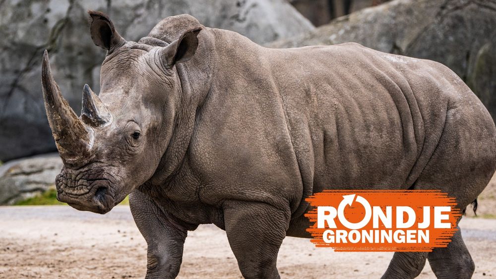 Rondje Groningen: Neushoorn in Wildlands doet plassende ijsbeer na ...