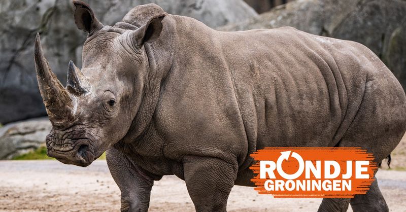 Rondje Groningen: Neushoorn in Wildlands doet plassende ijsbeer na ...