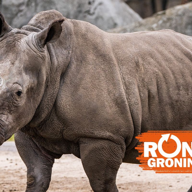 Rondje Groningen: Neushoorn in Wildlands doet plassende ijsbeer na ...