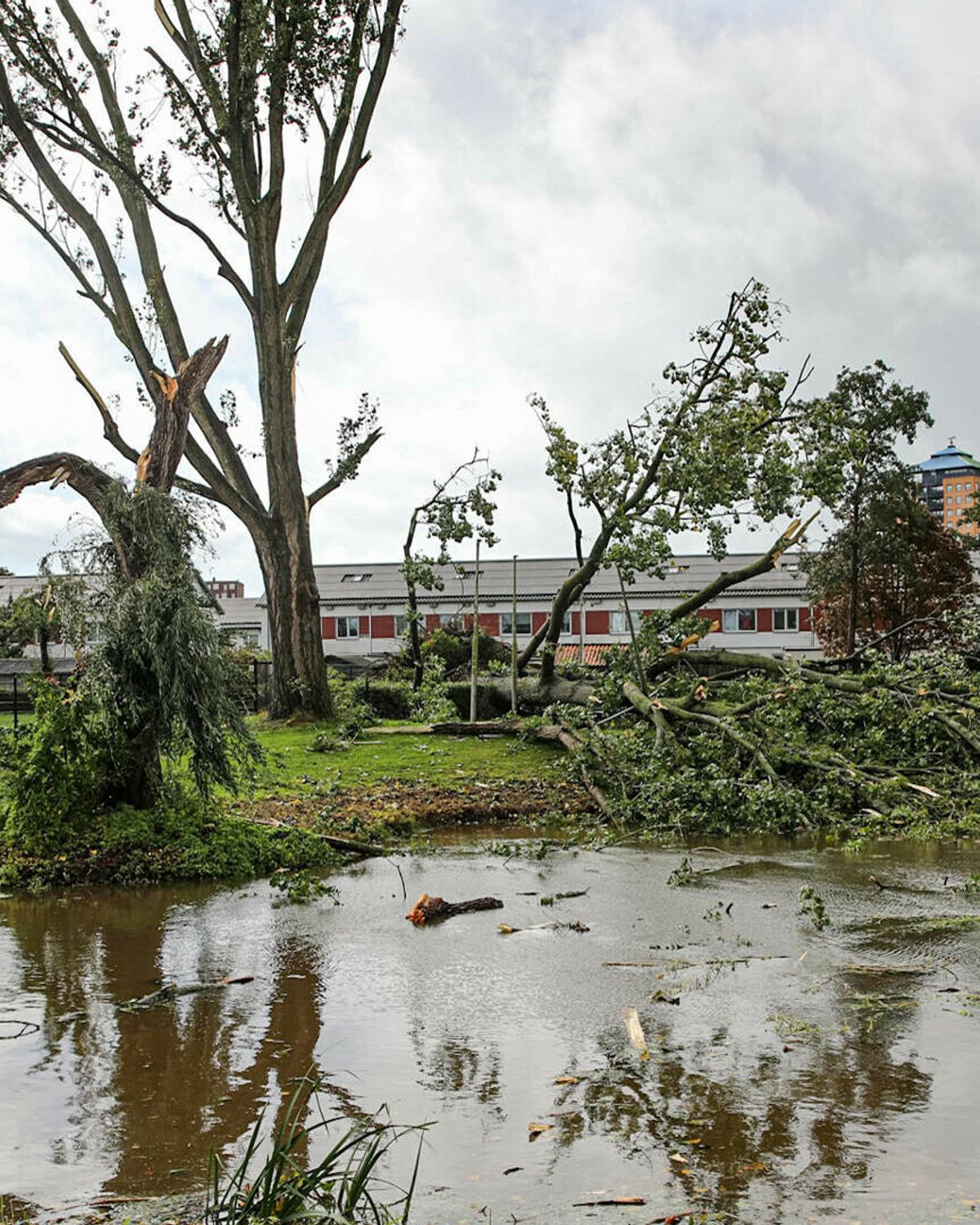 Ontwortelde bomen en kapotte dakpannen na valwind op Drents-Groningse ...