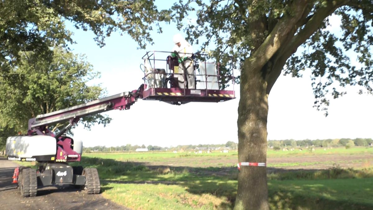 Op Tjak: Nog steeds overlast door eikenprocessierups - RTV Drenthe