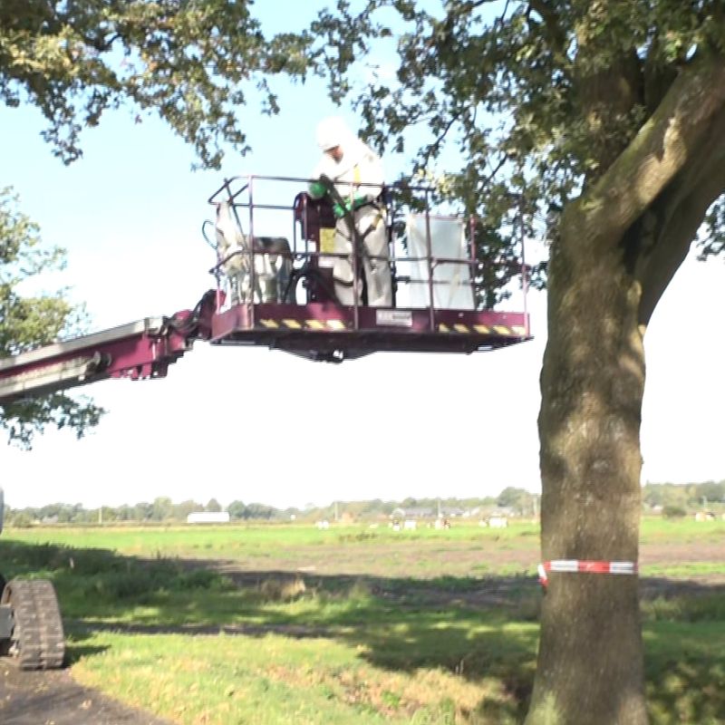Op Tjak: Nog steeds overlast door eikenprocessierups - RTV Drenthe