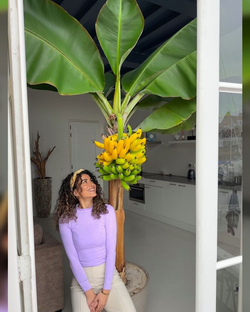 Bananen groeien toch alleen in de tropen? Nee, ook in Zeeuwse ...