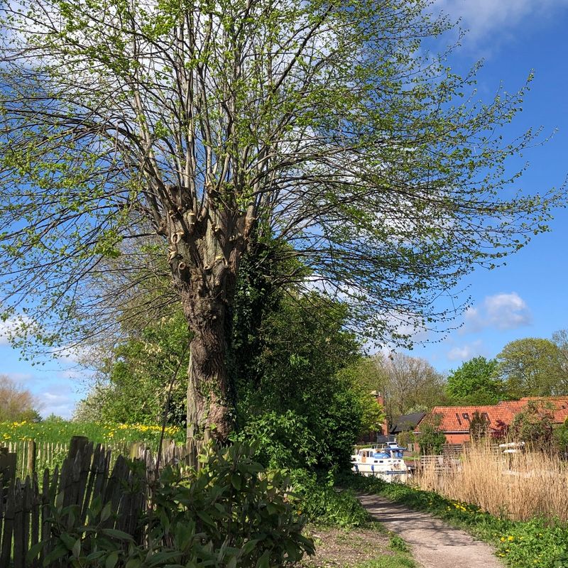 Van monumentale plataan tot eeuwenoude knotlindes: deze bomen ...