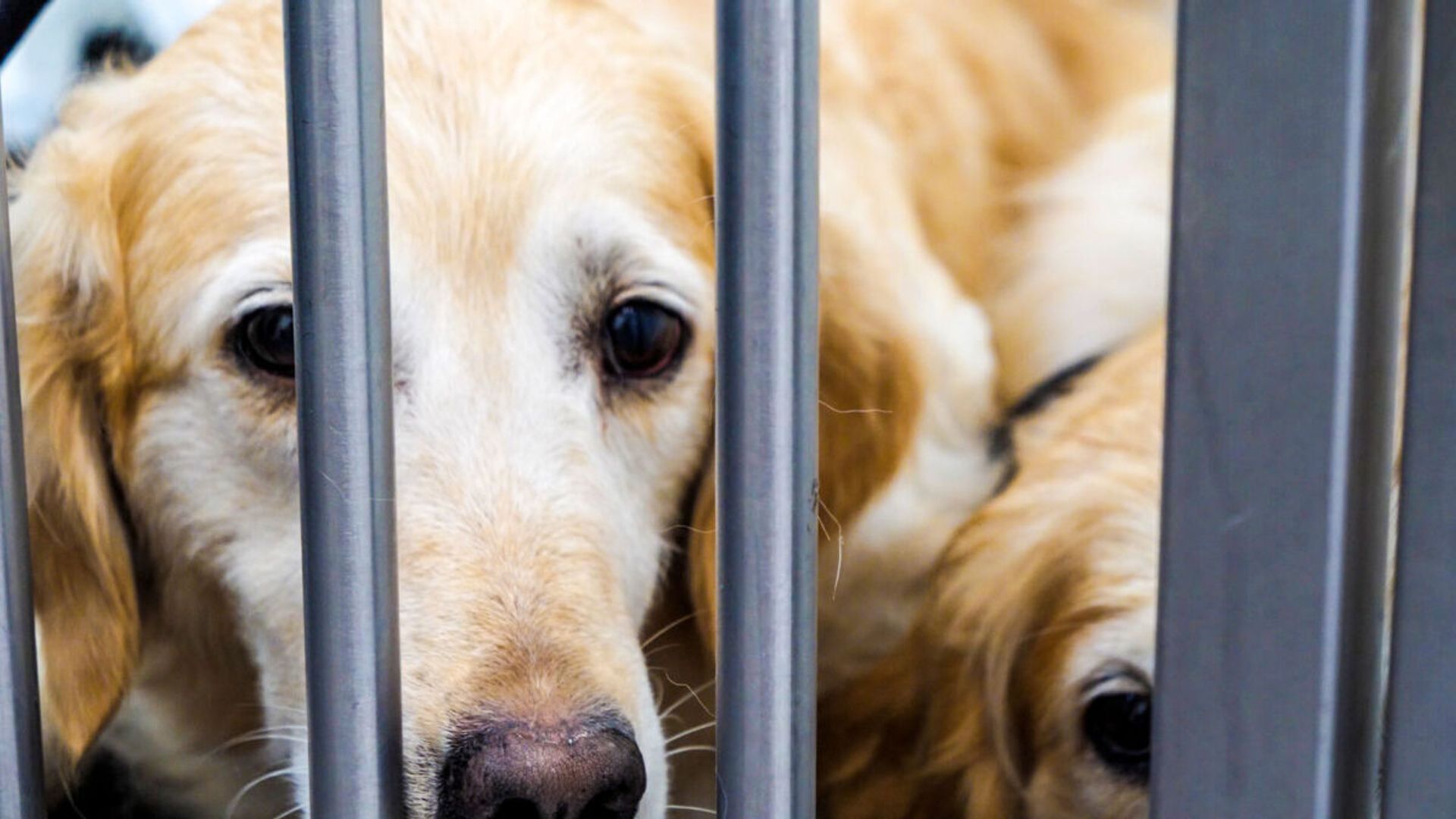 Stichting in Hoge Hexel redt zeven golden retrievers van wisse dood - Oost