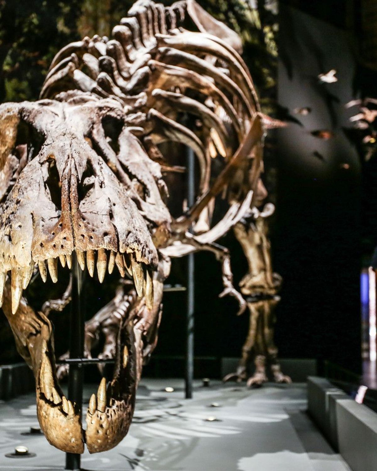 Leidse Trix is misschien helemaal geen Tyrannosaurus rex, zeggen ...