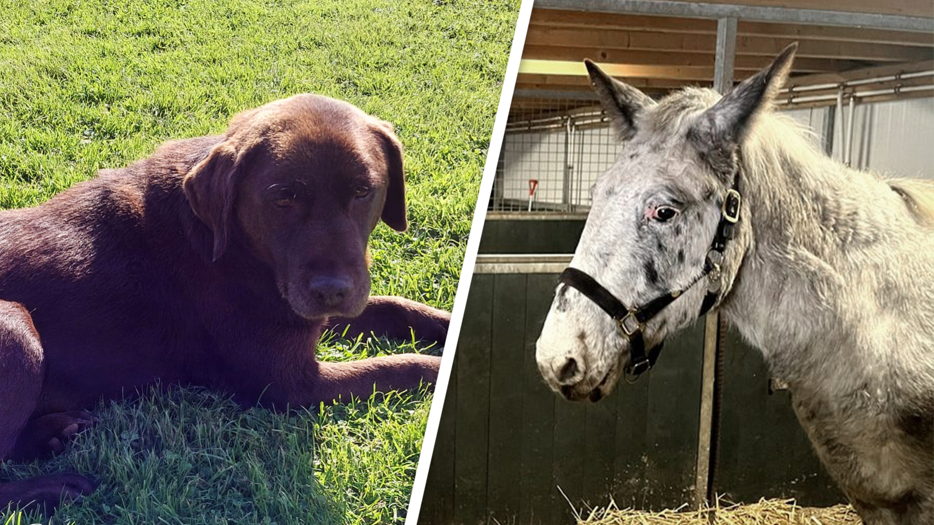 Morgen Dierendag: Hoe gaat het met hond Shadow en muildier Otto? - RTV ...