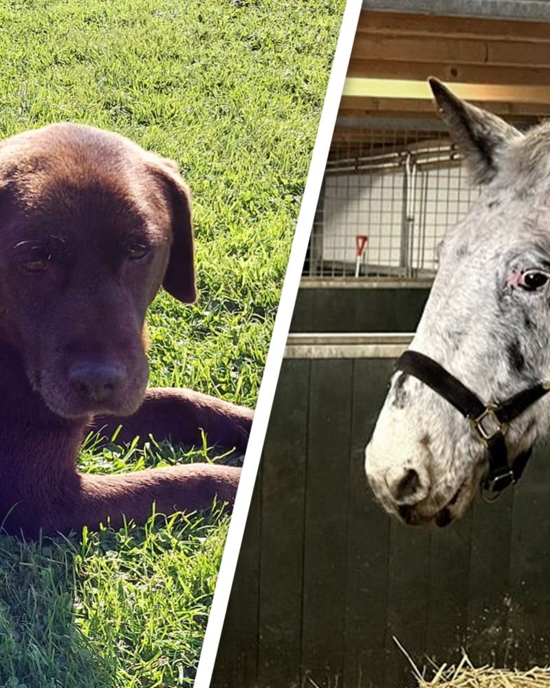 Morgen Dierendag: Hoe gaat het met hond Shadow en muildier Otto? - RTV ...