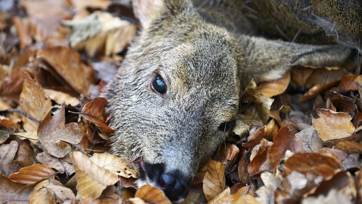 Loslopende honden in natuurgebied grijpen ree, dier uit lijden verlost ...