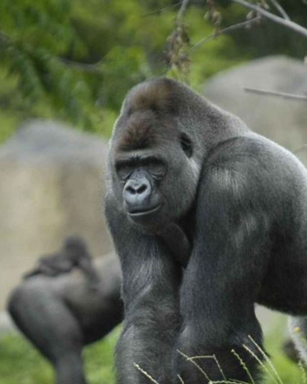 Dit was het emotionele afscheid van Bokito in het gorillaverblijf: 'Ze ...