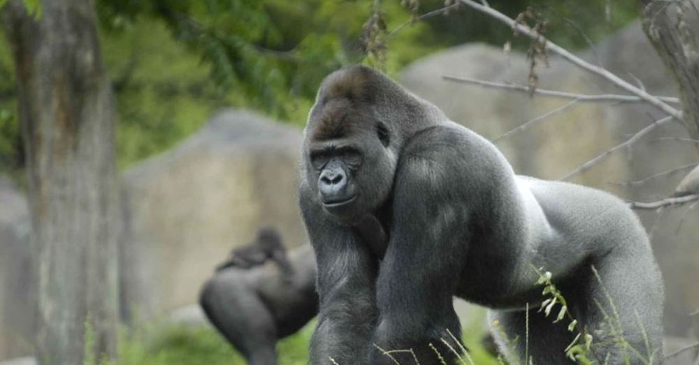 Dit was het emotionele afscheid van Bokito in het gorillaverblijf: 'Ze ...