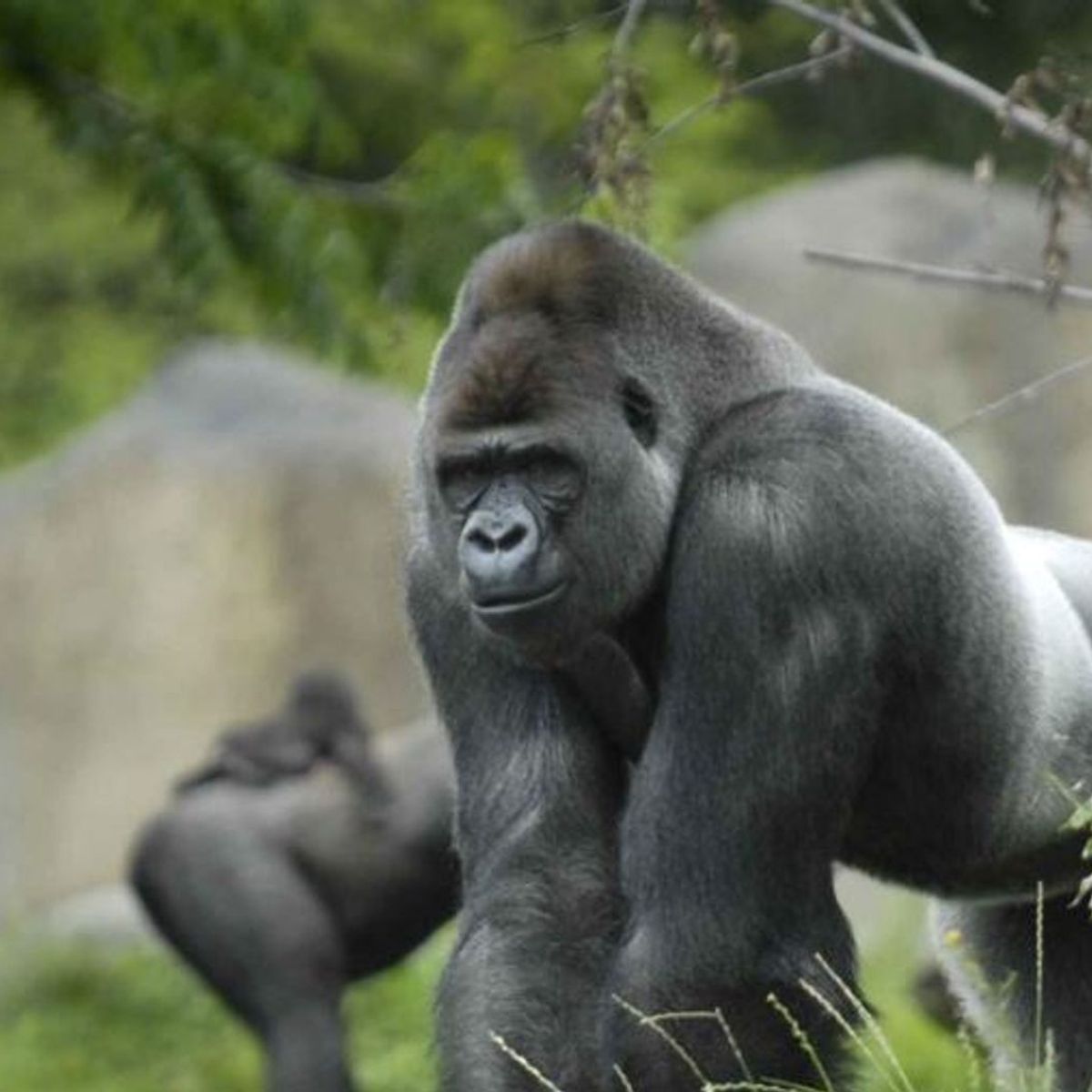 Dit was het emotionele afscheid van Bokito in het gorillaverblijf: 'Ze ...