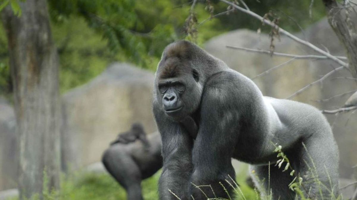 Dit was het emotionele afscheid van Bokito in het gorillaverblijf: 'Ze ...