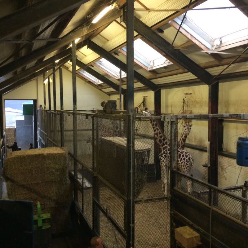 Nieuw uitzicht voor langnekken in Emmen - RTV Drenthe