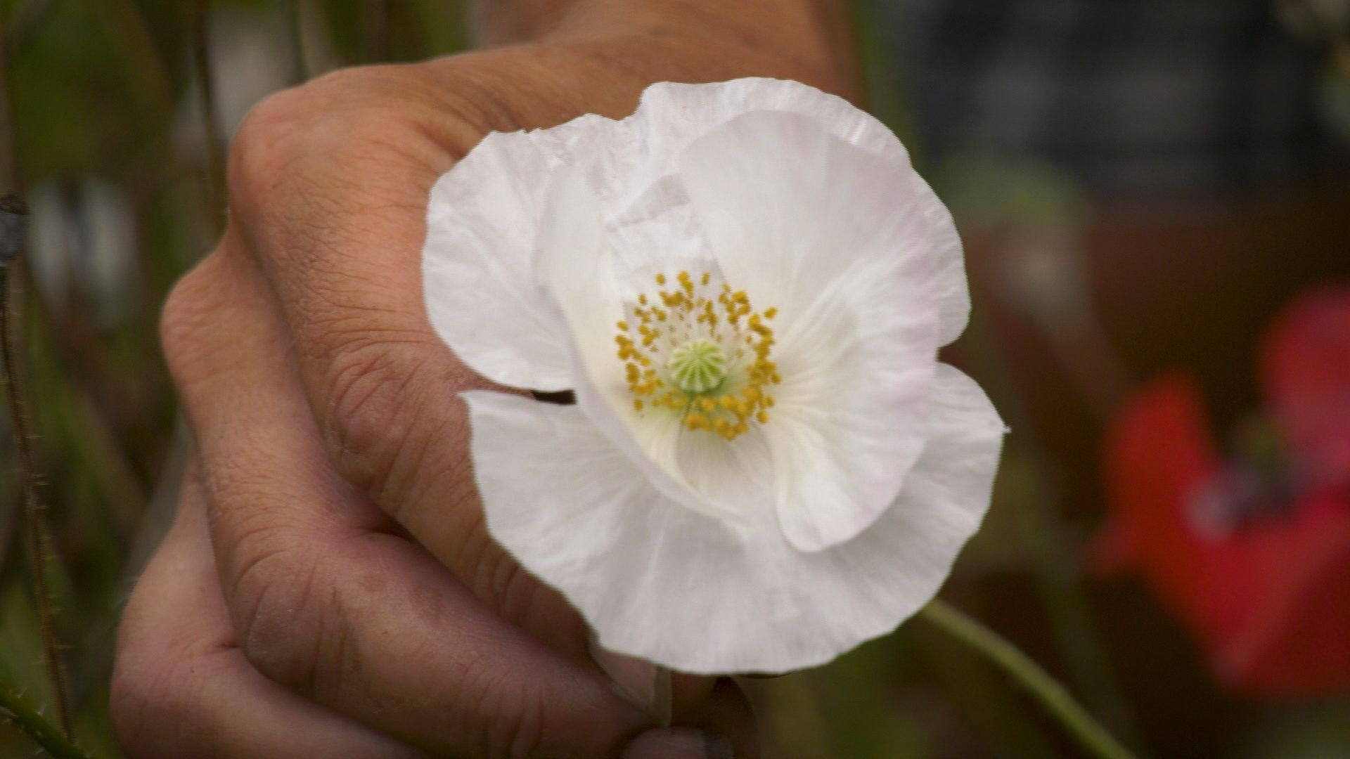 Bloemenweide met sociaal tintje in Holsloot - RTV Drenthe