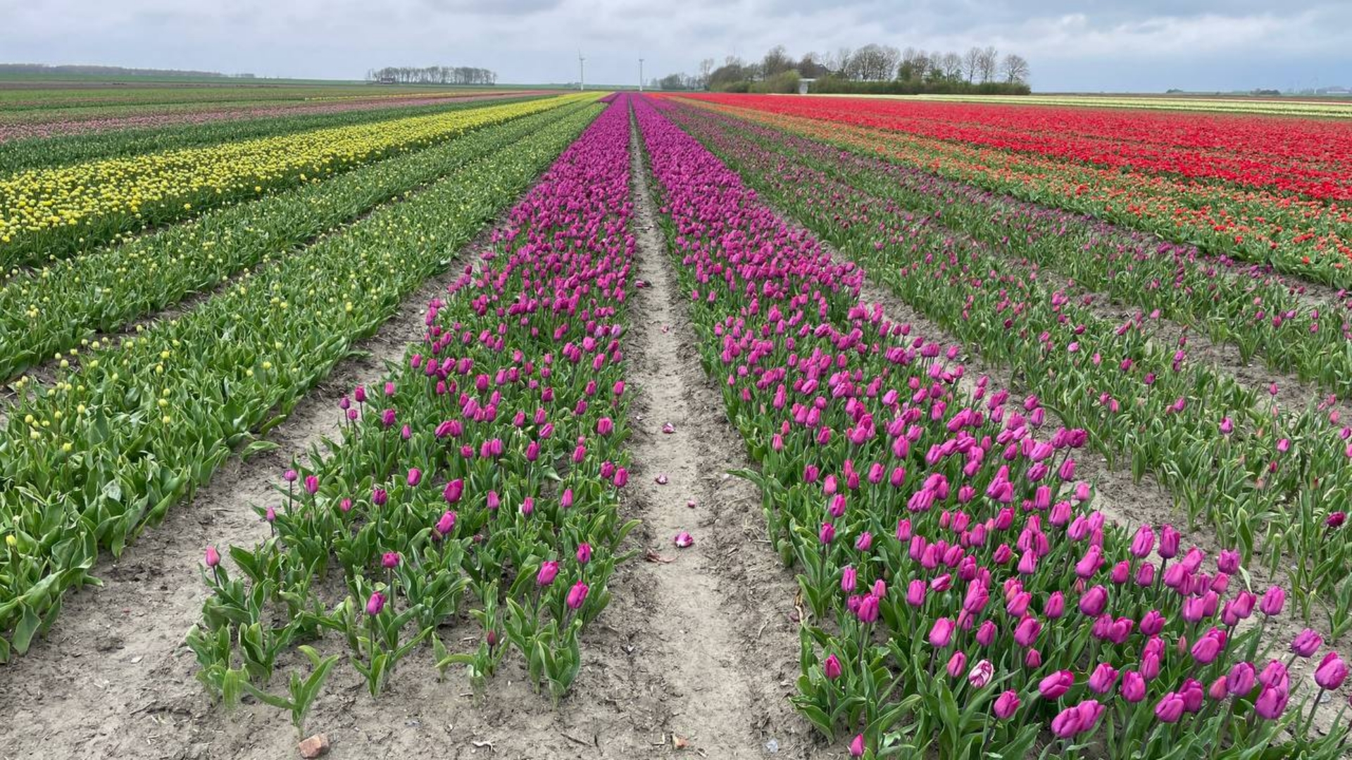 Hier in Groningen moet je zijn voor mooie bollenvelden - RTV Noord
