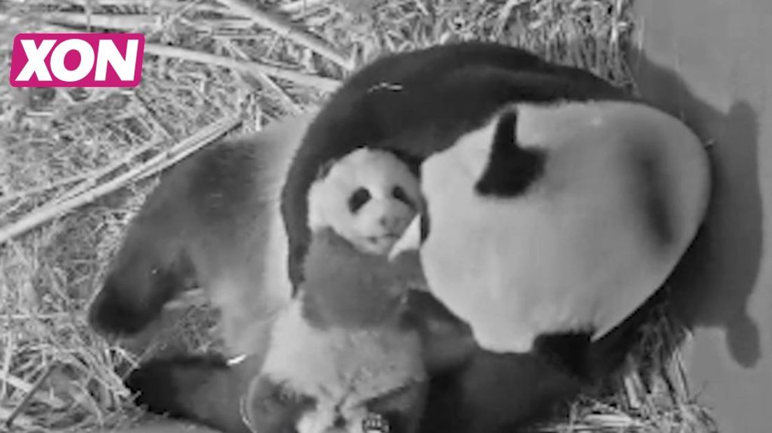 Naam pandajong Ouwehands Dierenpark deze week bekend! - Omroep Gelderland