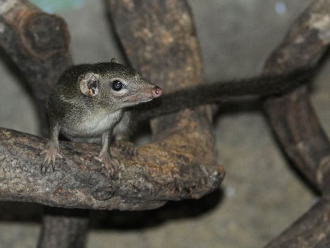 Toepaja's in Blijdorp nu voortaan gezellig samen - Rijnmond
