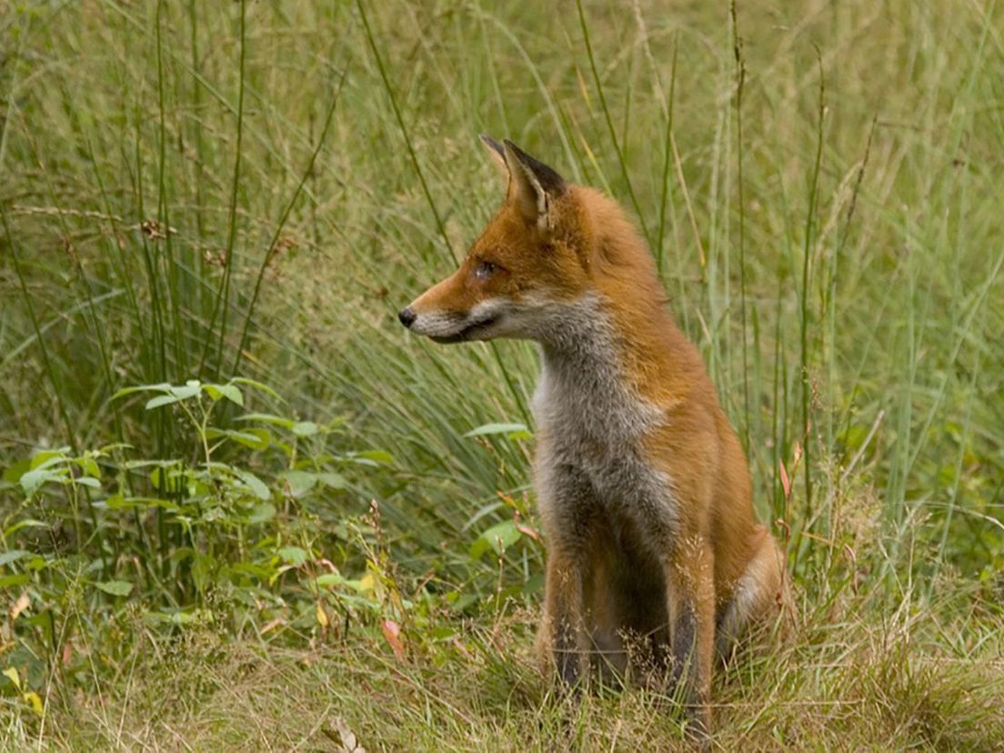 Herken de aanwezigheid van een vos zonder dat je hem ziet - RTV Drenthe