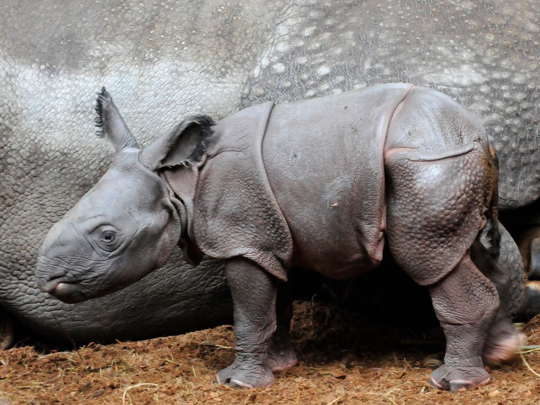Waarom is neushoorn hoorn meer waard dan goud? - Rijnmond