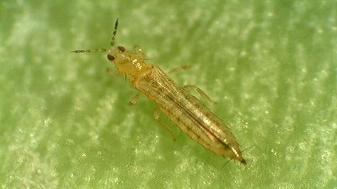 Waarschuwing voor boeren: 'Uien zijn zwak, let op de trips!' - Omroep ...