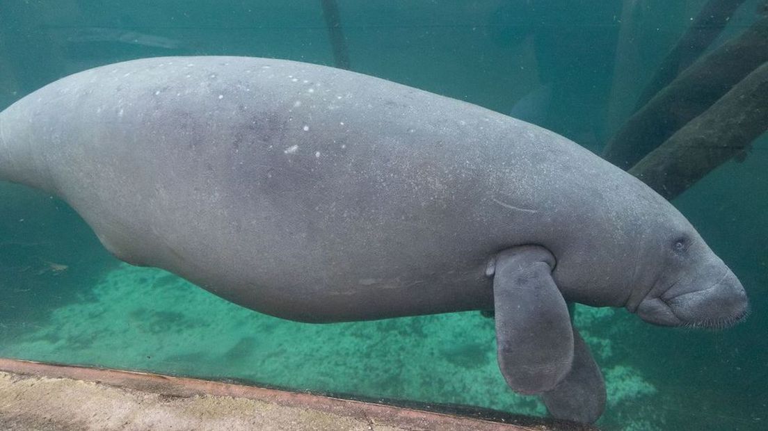Livestream volgt drachtige zeekoe in Burgers' Zoo - Omroep Gelderland
